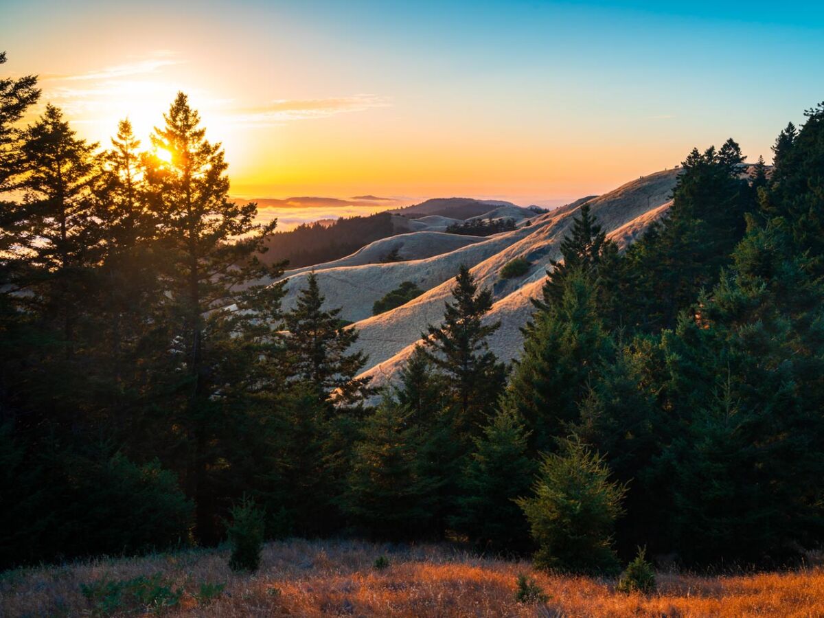 Awake in the Wild One Day Hiking Retreat on Mount Tam - Mark Coleman